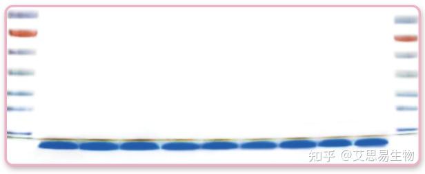 4 X LDS Loading Buffer 产品介绍 - 知乎