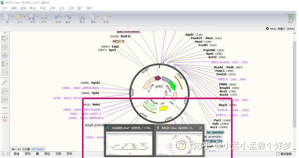 同源重组法构建质粒图谱 - 知乎
