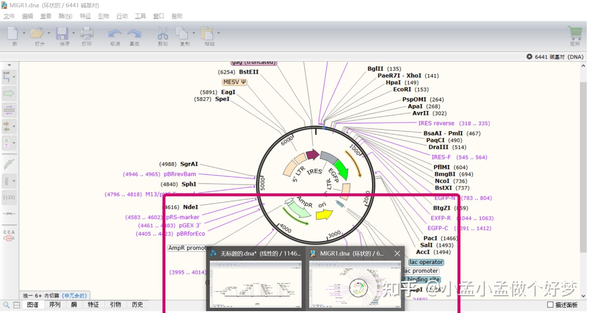 同源重组法构建质粒图谱 - 知乎