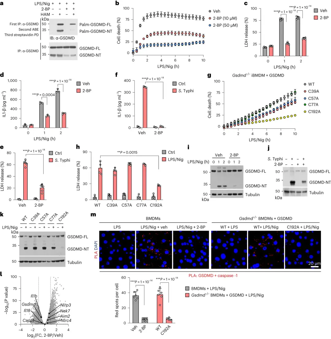 Sci Immunol + Nat Cell Biol二连发 | 棕榈酰化调控细胞焦亡新机制 - 知乎