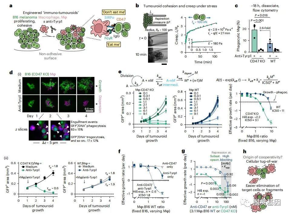 Nat Bio Eng | 巨噬细胞对实体瘤的协同吞噬作用引发持久的抗肿瘤反应 - 知乎