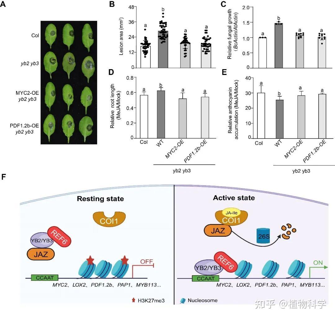 浙江大学农学院陶增团队揭示拟南芥一对核因子NF-YB2/YB3正调控JA信号通路和灰霉病抗性的分子机制 - 知乎