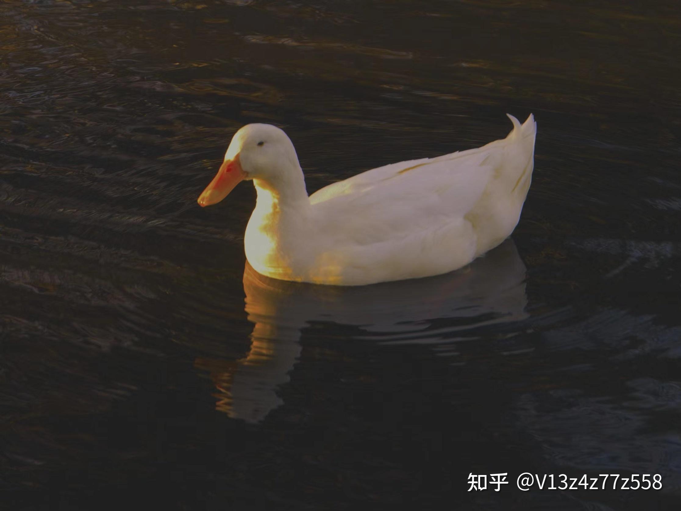 Free自由协议系统开发Dapp部署技术 - 知乎