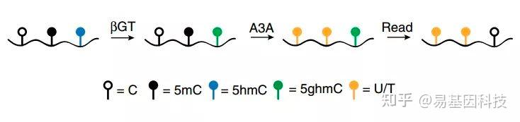 一种全新的检测DNA羟甲基化的技术：ACE-Seq - 知乎