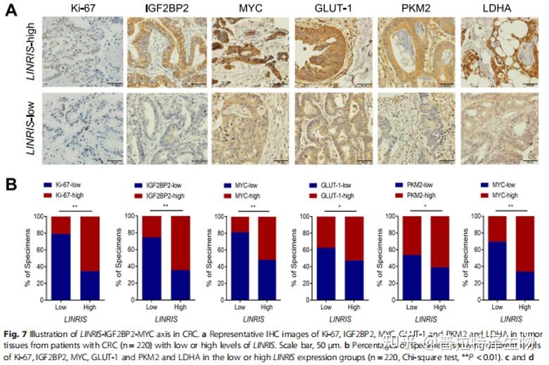 【国自然研究热点文献】之有氧糖酵解，“高分设计参考”！ - 知乎