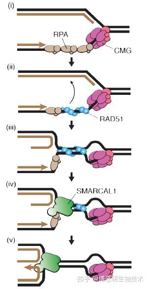 Science丨柳文鹏/David Cortez揭示 RAD51介导同源重组绕过CMG促进复制叉反转 - 知乎