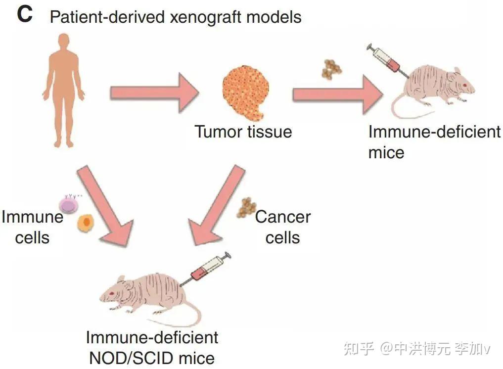 关于PDX模型，你了解多少？ - 知乎
