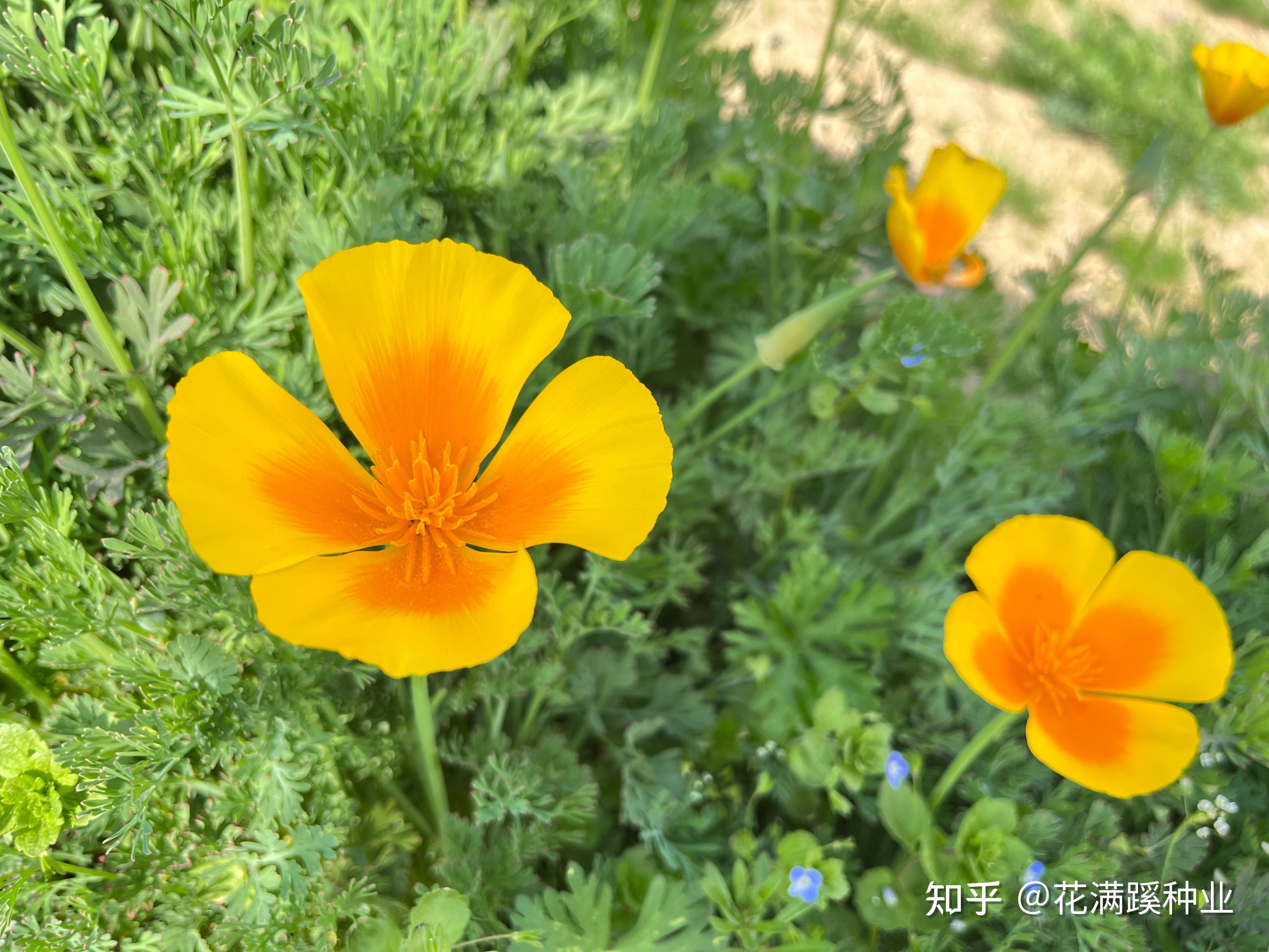阳光沐浴下的花菱草,摇曳生姿,绚丽夺目 知乎