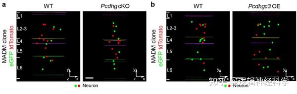 Nature︱清华大学生命科学学院时松海课题组揭示调控大脑新皮层神经元空间精细结构排布和环路组装的新机制 - 知乎