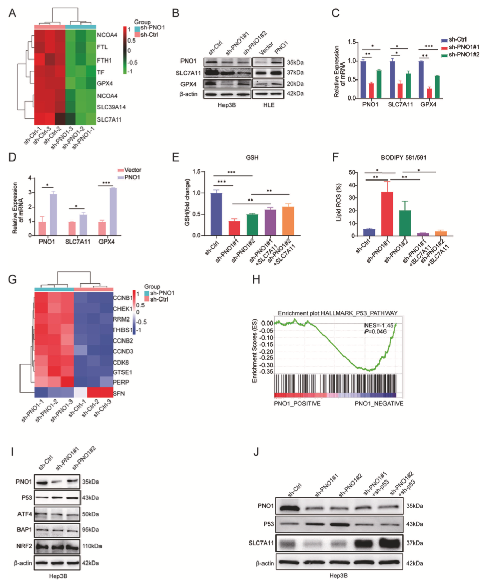 CDD丨PNO1 通过 GSH 代谢重编程抑制肝细胞癌自噬介导的铁死亡 - 知乎