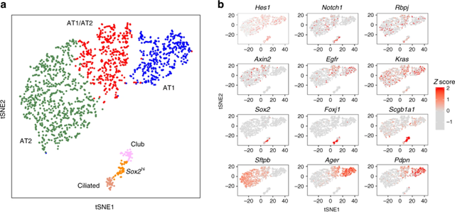 241021 文献泛读 AT2 / AT1 - 知乎