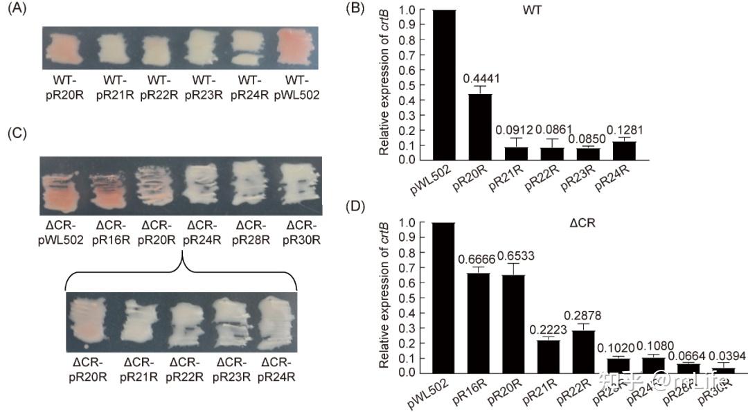 mLife | 驾驭CRISPR-Cas新策略：通过改变spacer长度同时实现基因组编辑与基因表达调控 - 知乎