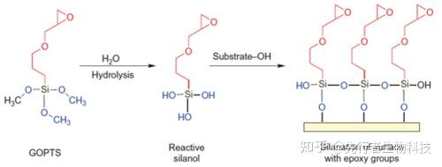 （转载）蛋白纯化篇—金属螯合亲和技术：IDA & NTA，Ni2+ & Co2+ - 知乎