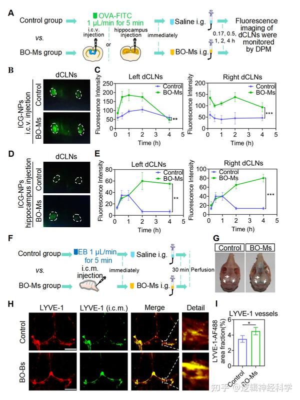 Theranostics︱王淑君/叶田田课题组发现冰片可驱动脑膜淋巴引流清除Aβ聚集体用于AD早期治疗 - 知乎