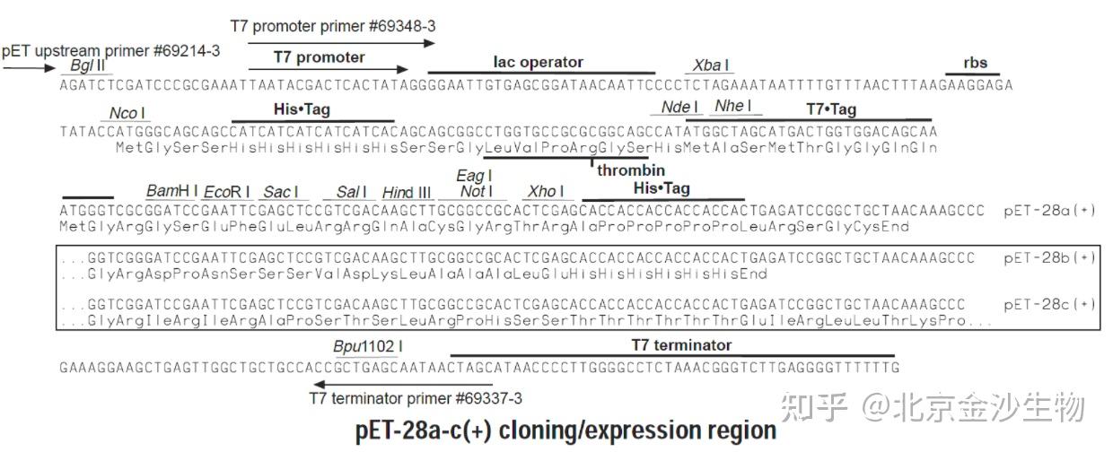 小知识 | 载体构建：无缝克隆里的移码问题 - 知乎