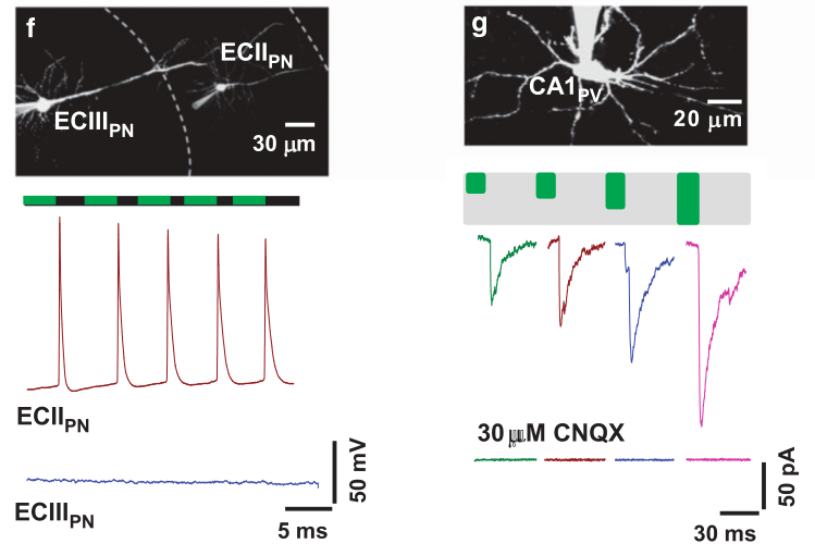 【文献解读】内嗅皮层到CA1的突触功能损伤导致AD小鼠认知障碍新机制 - 知乎