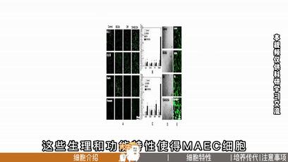 MAEC细胞培养，小鼠主动脉内皮细胞培养攻略 - 丰晖生物 - 知乎