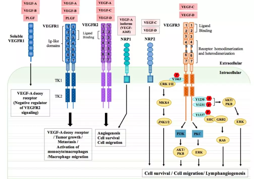 心血管调节器 - VEGF - 知乎