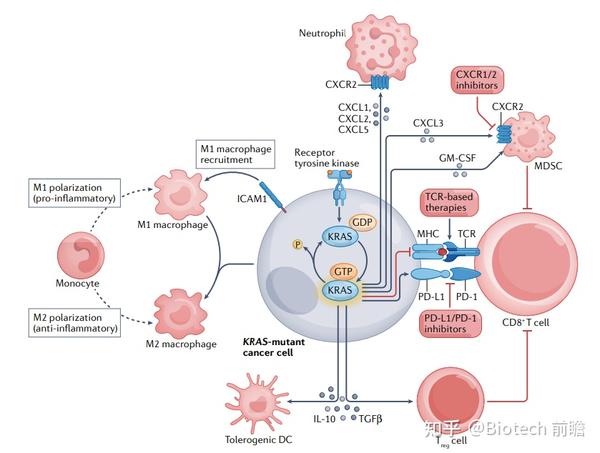 FDA批准第二款KRAS抑制剂，一文汇总RAS靶点研发现状 - 知乎