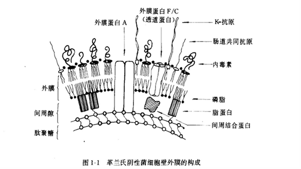细菌外膜的组成：磷脂、蛋白质及脂多糖 - 知乎