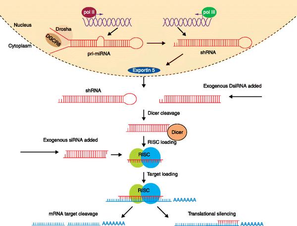 【工具】shRNA的设计 - 知乎