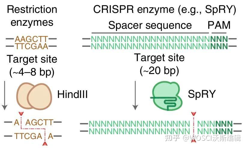 NBT (IF=68) | 突破PAM限制！Cas9变体SpRY实现无需PAM的精确编辑 - 知乎