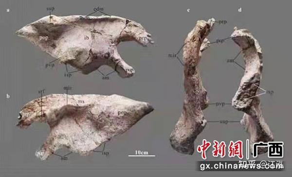 2021年新种恐龙（非鸟恐龙）大盘点！ - 知乎