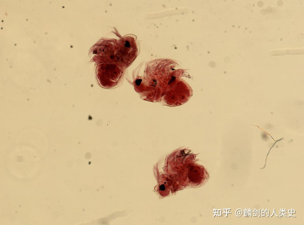 【动物界全系列】双甲下纲—钩足目 - 知乎