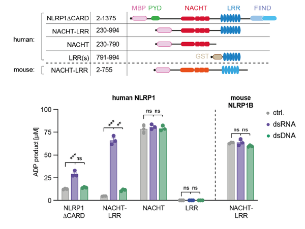 Science | 双链RNA的感受器NLRP1——人源NLRP1识别RNA病毒感染活化炎症小体 - 知乎