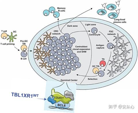TBL1XR1突变通过诱导促肿瘤程序驱动结外淋巴瘤 - 知乎