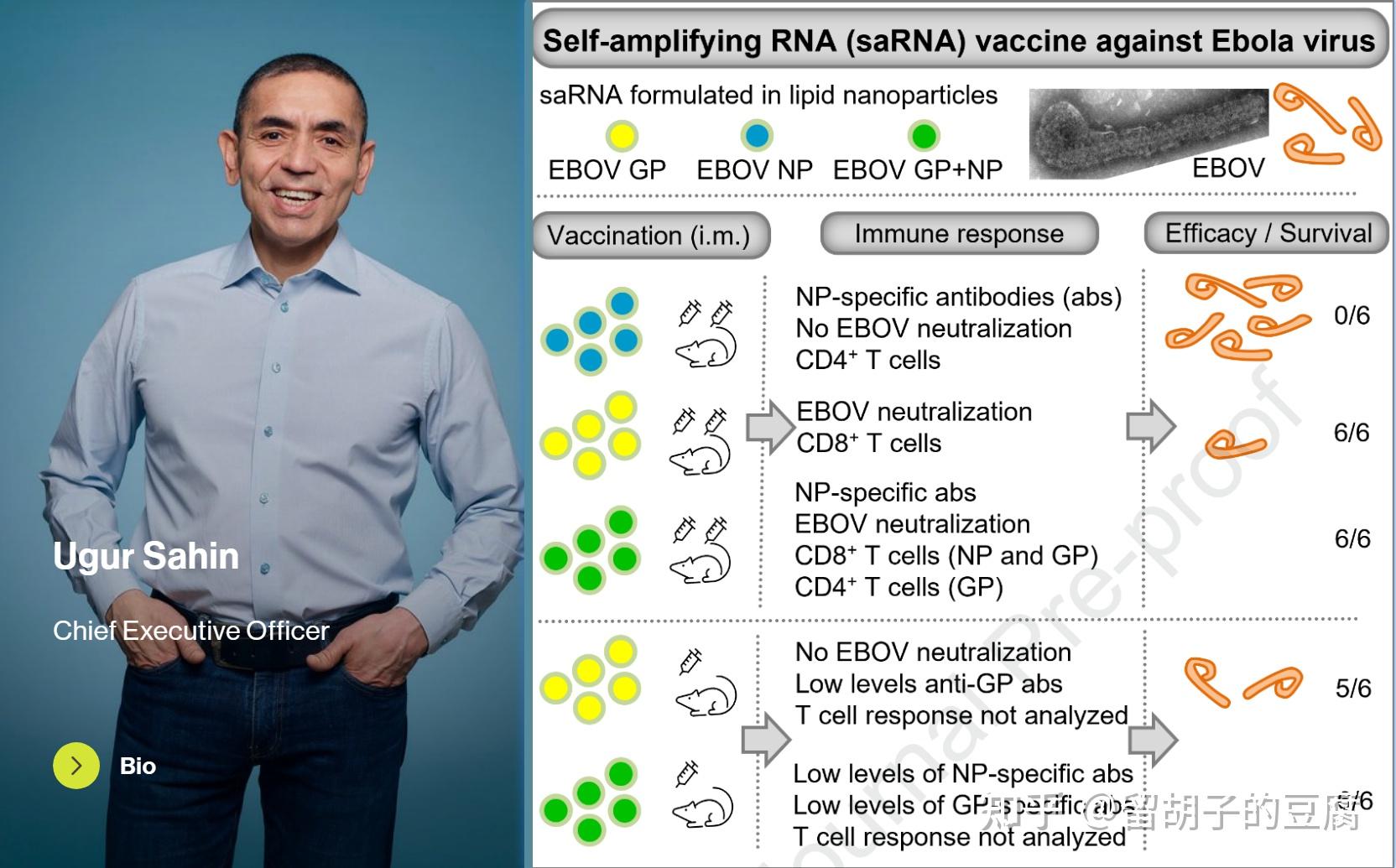 BioNTech开发埃博拉病毒自复制RNA二价疫苗。 - 知乎