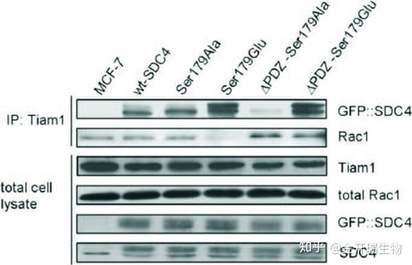 科研集市-8丨利用CoIP-MS高效筛选体内互作蛋白 - 知乎