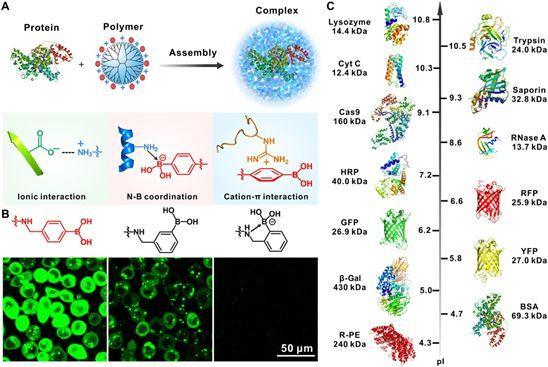 精选JACS/Angew 12篇：树枝状大分子的最新成果大盘点 - 知乎