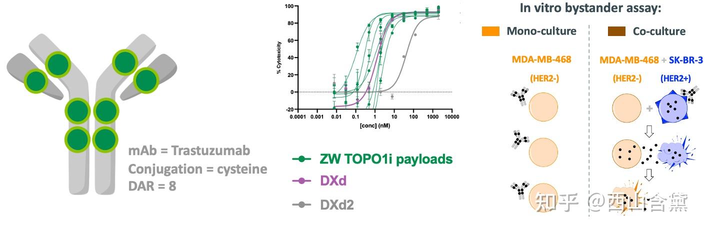 国内外知名企业ADC技术平台(第四期, Zymeworks) - 知乎