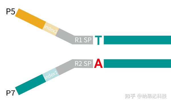 接头那些事|一文搞清 NGS 测序 Adapter - 知乎
