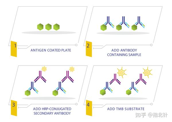 ELISA实验——原理、步骤、注意事项、示例图 - 知乎