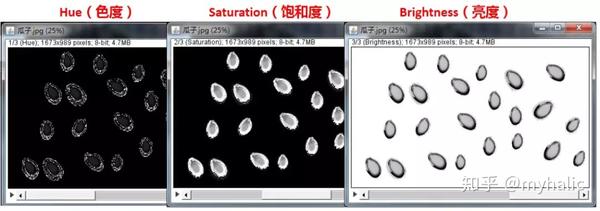 干货 | 一把西瓜子也能教会你 ImageJ 图片分析 - 知乎
