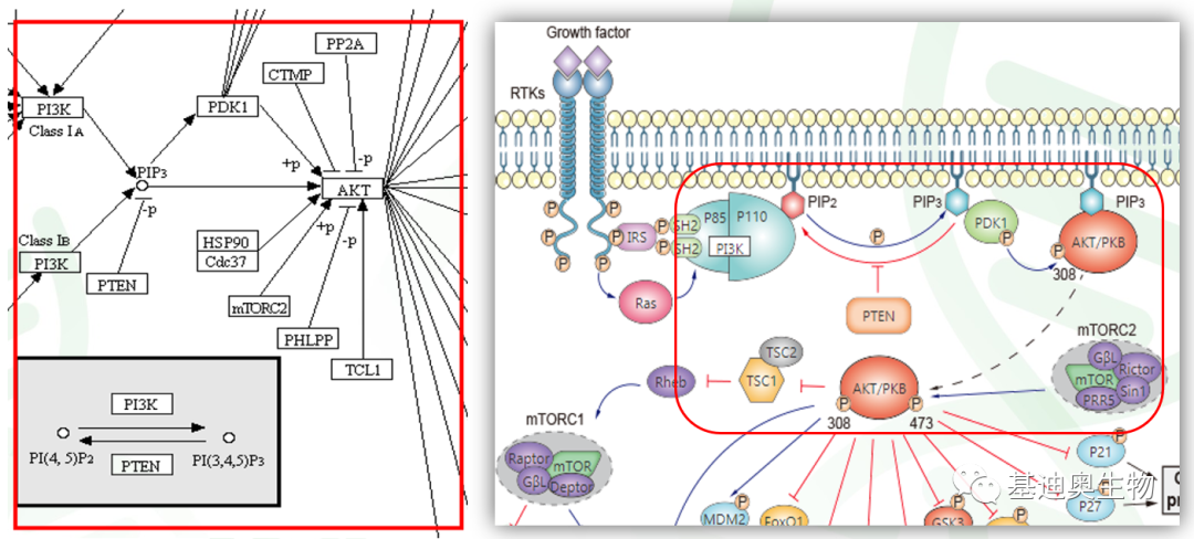 PI3K-AKT通路专题解析（下） - 知乎