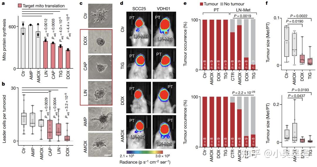 热点的相互碰撞---Nature研究证实，线粒体tRNA的m5C 修饰竟是肿瘤转移的发动机！ - 知乎
