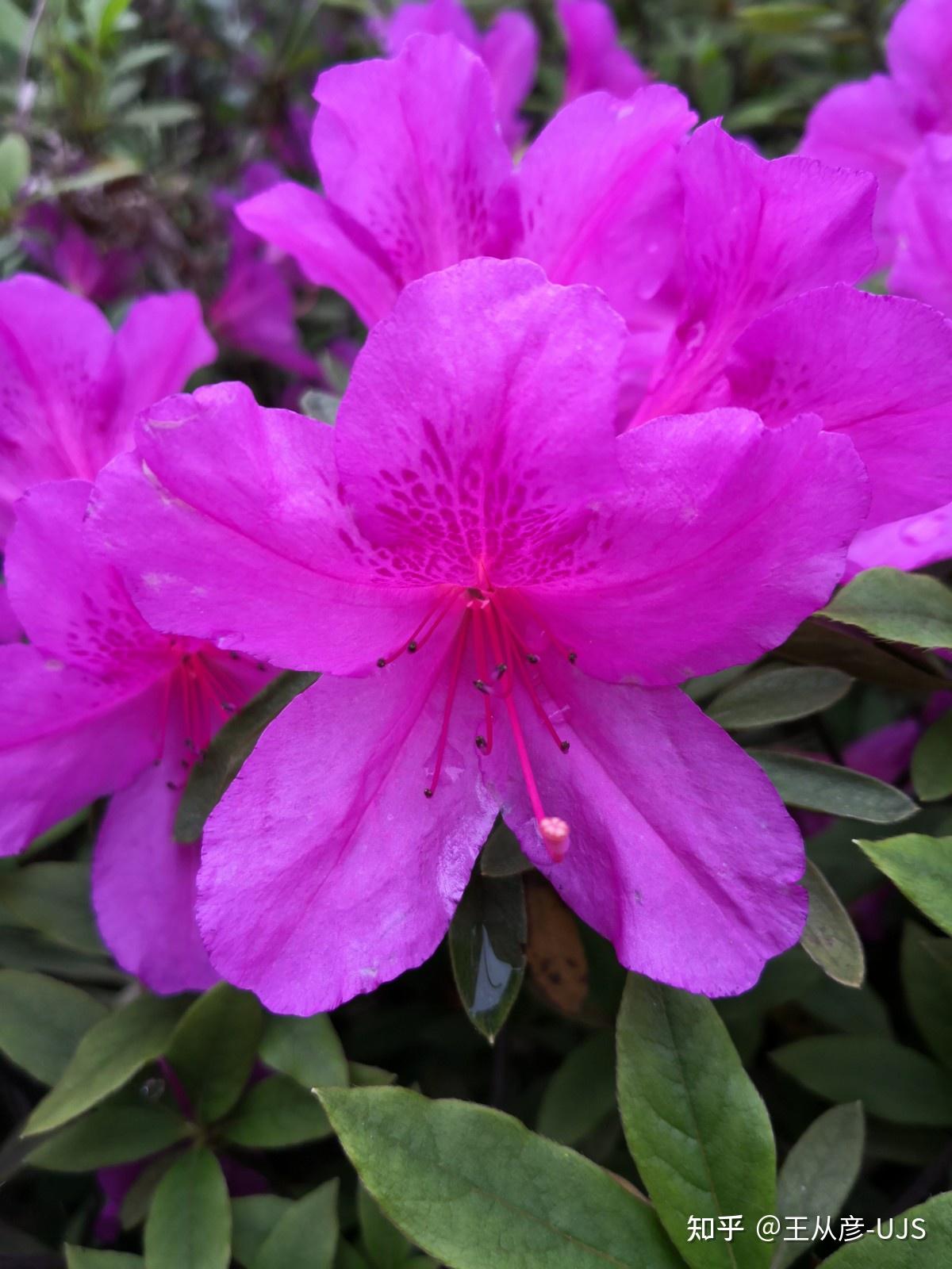 庄生晓梦迷蝴蝶 望帝春心托杜鹃——杜鹃 - 知乎