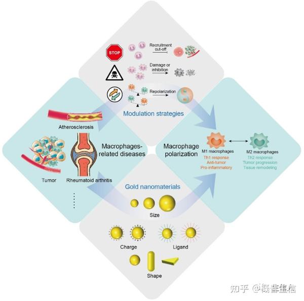 爆点：肿瘤相关巨噬细胞（TAM） - 知乎