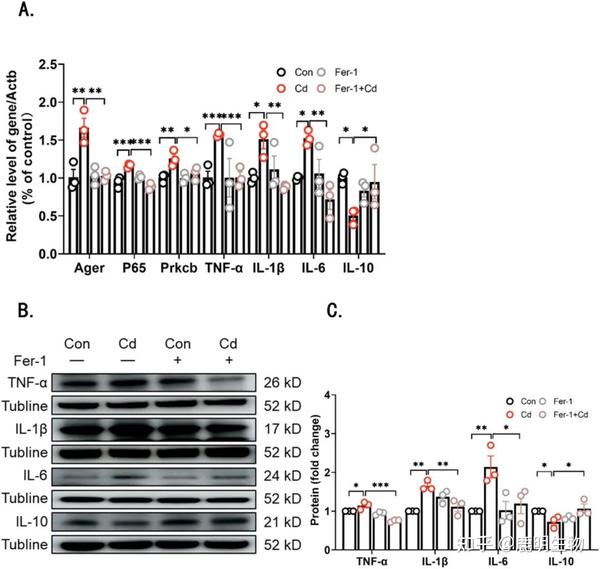 转录组测序技术探究镉暴露诱导胰腺 β 铁死亡和免疫反应分子机制 - 知乎