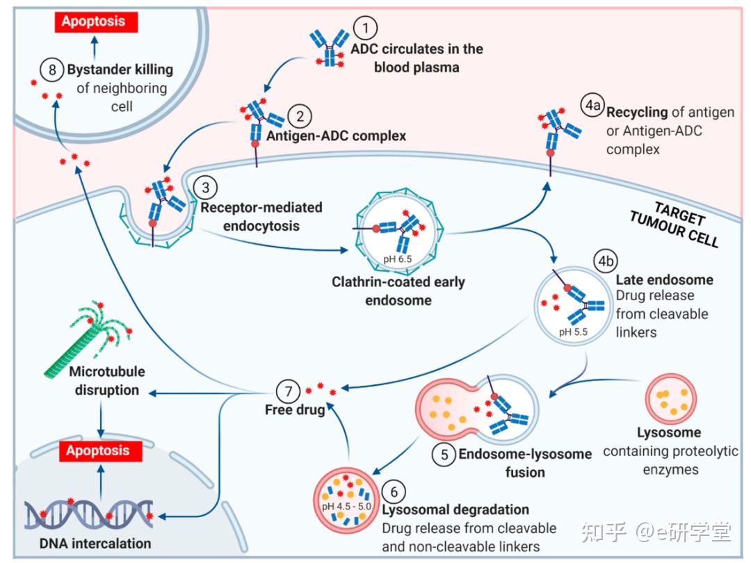 深度盘点FDA批准用于癌症治疗的抗体偶联药物（ADC） - 知乎