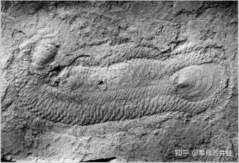 【地球演义】寒武纪的余烬：腕足动物篇 - 知乎