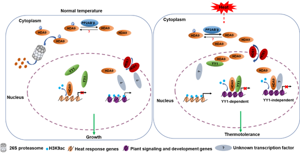 PNAS | 河北师范大学郑术芝/孙大业团队揭示植物热激信号传递新机制 - 知乎