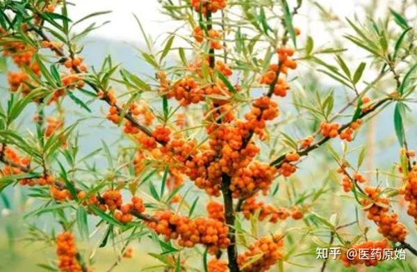 带你识别沙棘 - 知乎