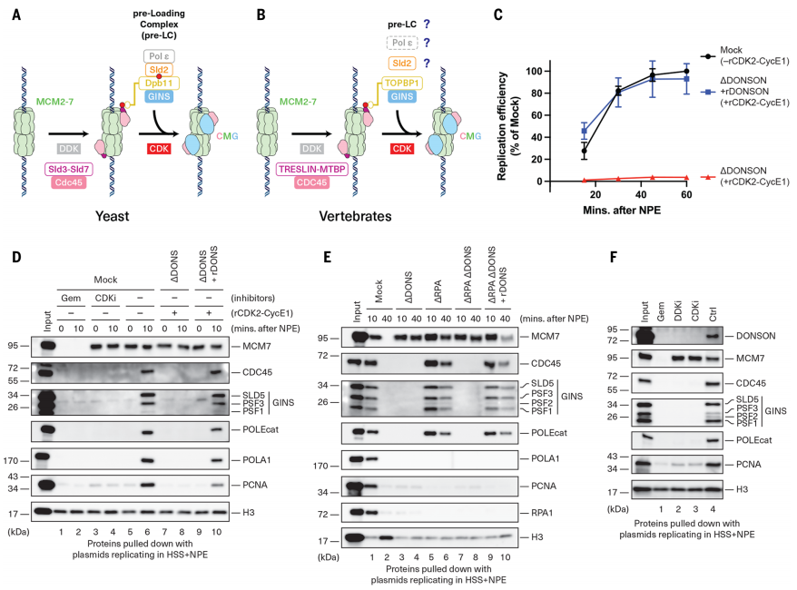 Science | 哈佛医学院团队应用AlphaFold-Multimer揭示一种名为 DONSON 的神秘蛋白质功能 - 知乎