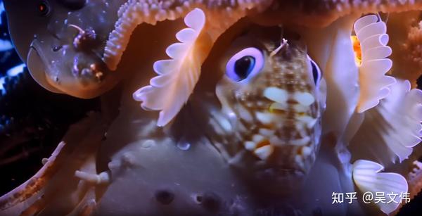 白嫖的text2video模型ZeroScope_v2 - 知乎