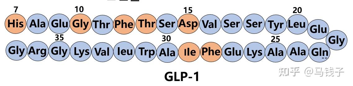 创造奇迹的神药——GLP-1/GIP双受体激动剂替尔泊肽结构-活性浅析（二） - 知乎