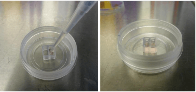 ibidi Culture-Insert划痕实验——细胞迁移 - 知乎